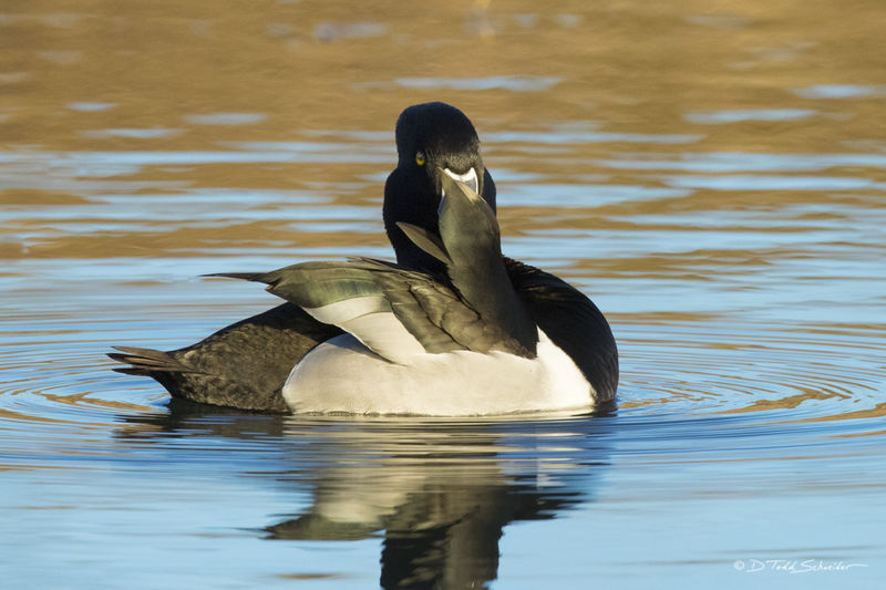 Waterfowl | D. Todd Schneider Photography