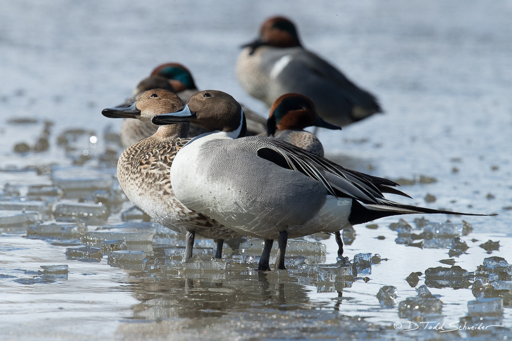 Northern Pintails and Green-winged Teal | Pennsylvania | D. Todd ...