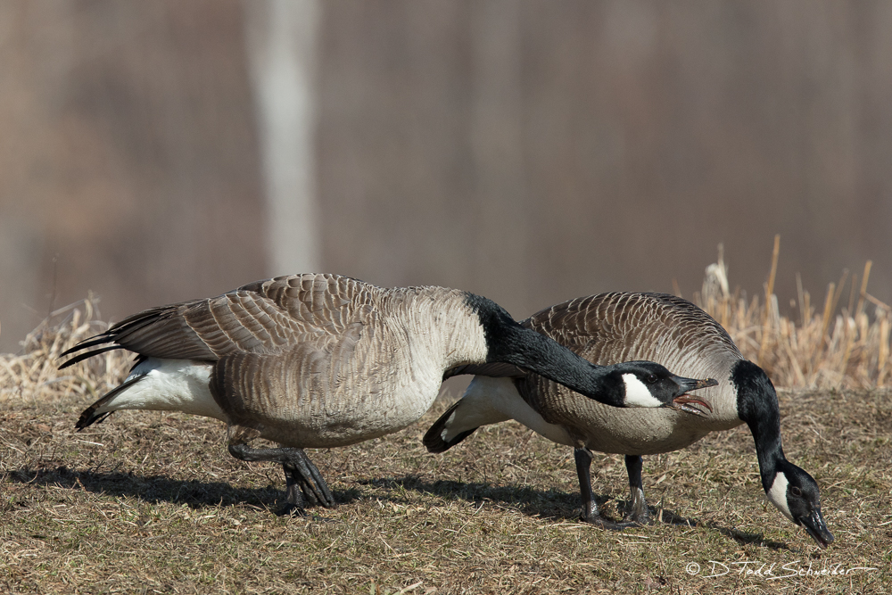 Canada Geese | Pennsylvania | D. Todd Schneider Photography